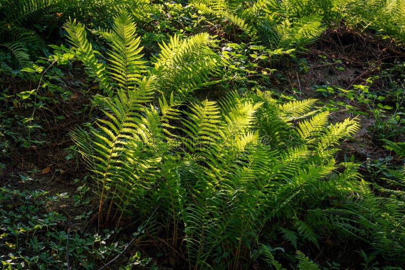 Closeup Shot of a Cute Fern Bush Under the Sunlight Stock Photo - Image ...