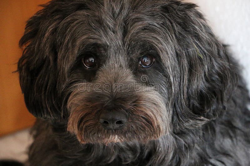 Closeup Shot of a Cute Fluffy Black Dog Face Stock Image - Image of ...