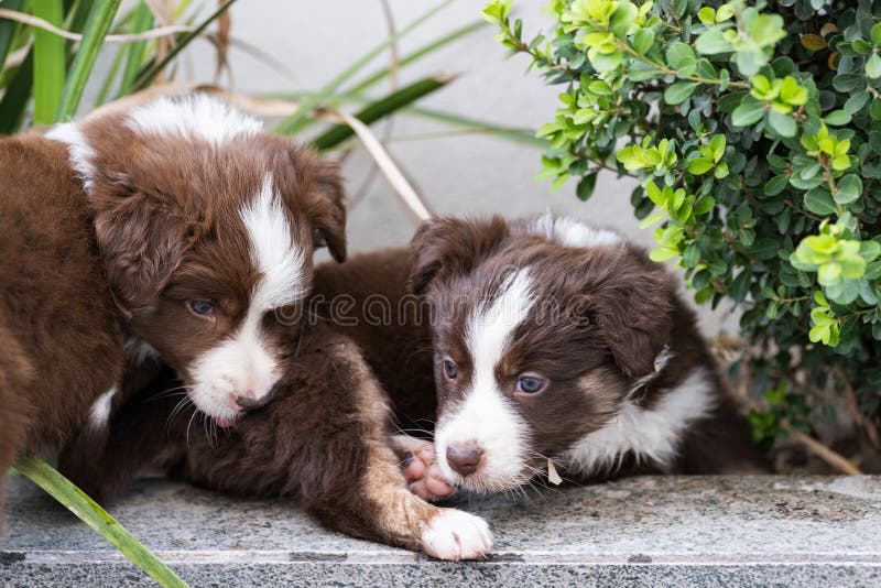 Closeup Shot of Cute Fluffy Border Collie Puppies Stock Image - Image ...