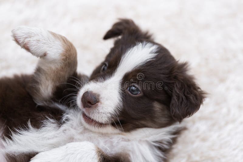 Closeup Shot of a Cute Fluffy Border Collie Puppy Stock Image - Image ...