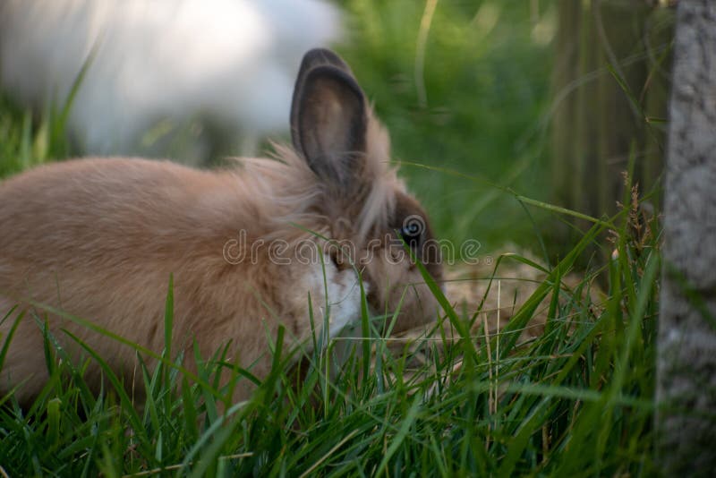 Closeup Shot of a Cute Fluffy Brown Bunny Stock Photo - Image of ...