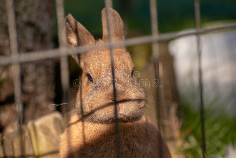 Closeup Shot of a Cute Fluffy Brown Bunny Looking from Behind a Fence ...