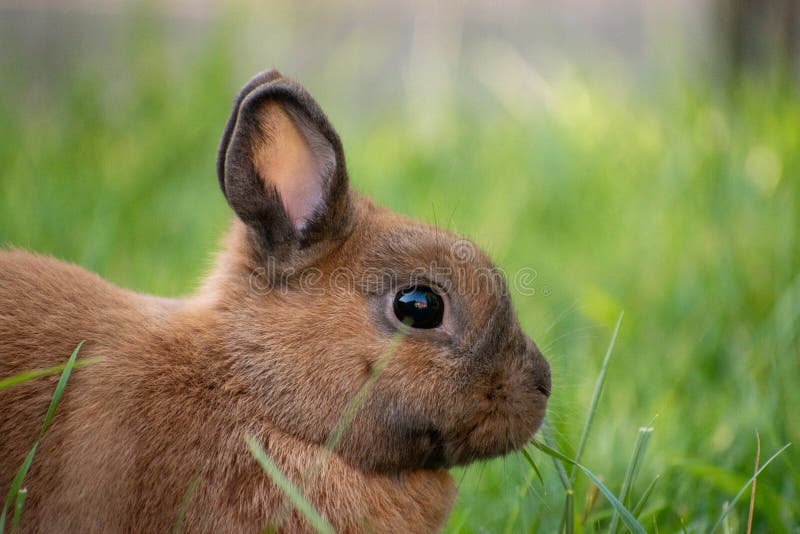 Closeup Shot of a Cute Fluffy Brown Bunny with Small Ears Stock Photo ...