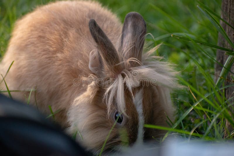 Closeup Shot of a Cute Fluffy Brown Bunny with a White Stripe Stock ...