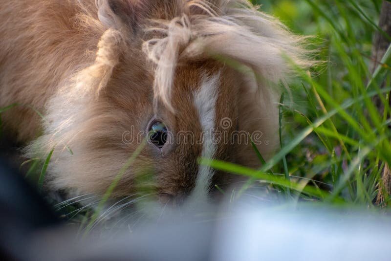 Closeup Shot of a Cute Fluffy Brown Bunny with a White Stripe Stock ...