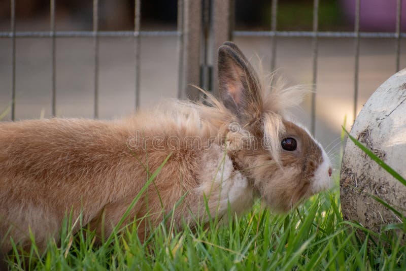 Closeup Shot of a Cute Fluffy Brown Bunny with a White Stripe Stock ...