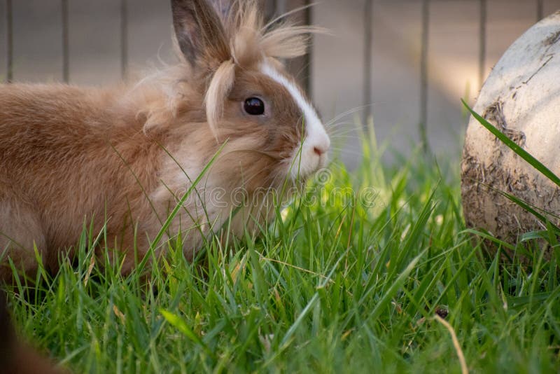 Closeup Shot of a Cute Fluffy Brown Bunny with a White Stripe Stock ...
