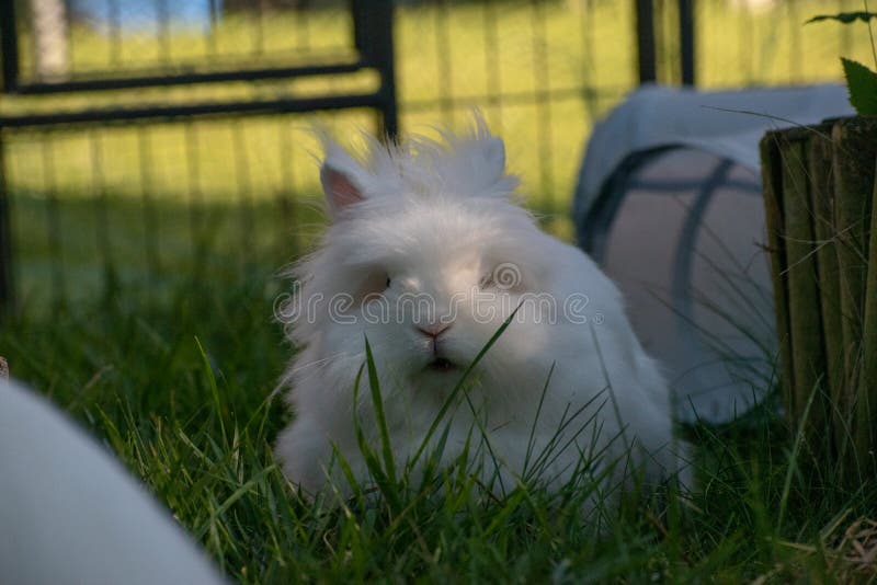 Closeup Shot of a Cute Fluffy White Bunny Stock Image - Image of small ...