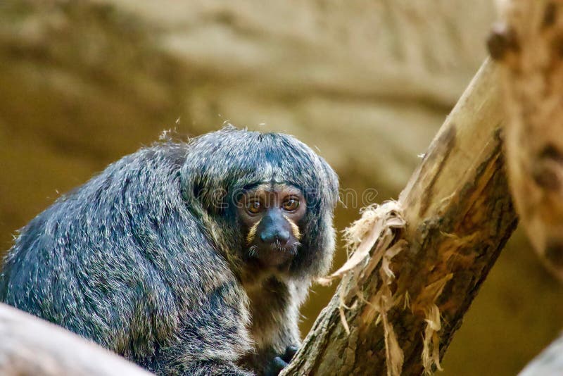 Closeup Shot of a Cute Furry Capuchin Monkey in a Jungle Stock Image ...