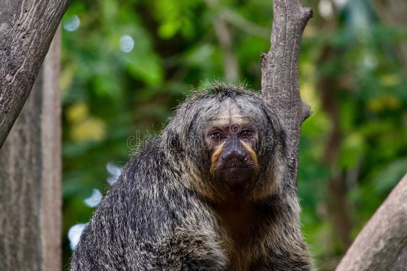 Closeup Shot of a Cute Furry Capuchin Monkey in a Jungle Stock Photo ...