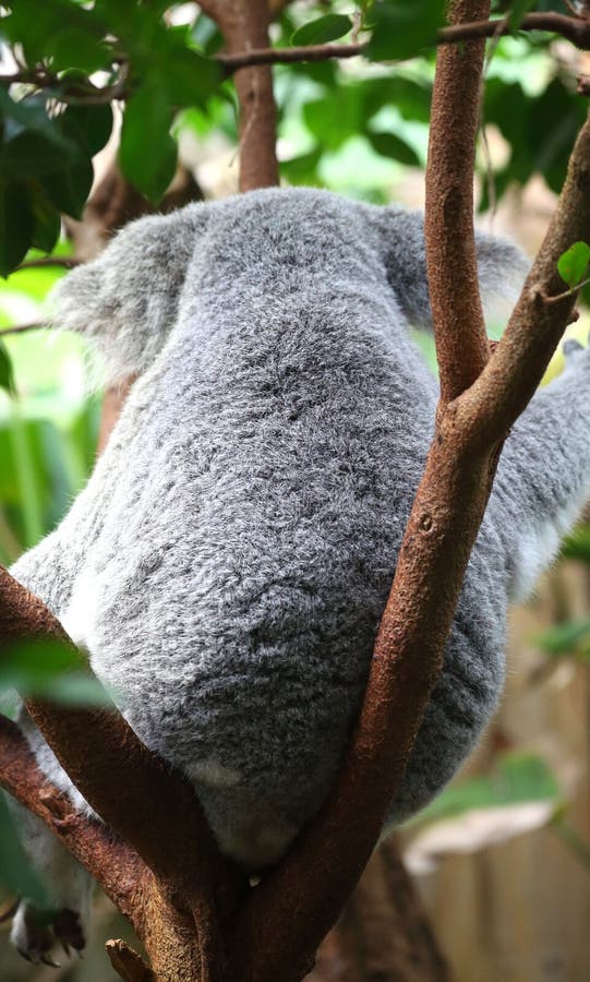 Closeup Shot of a Cute Furry Koala Laying on Tree Branches with Its ...