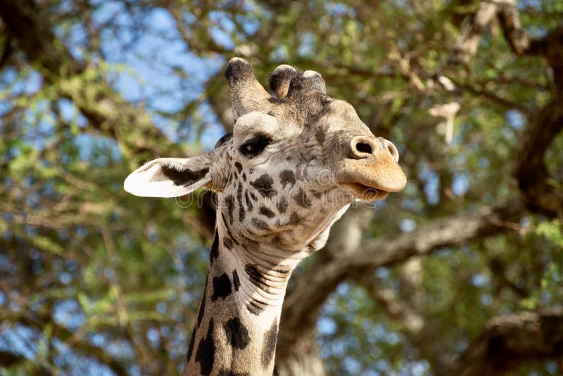 Closeup Shot of a Cute Giraffe in Front of the Trees with Green Leaves ...