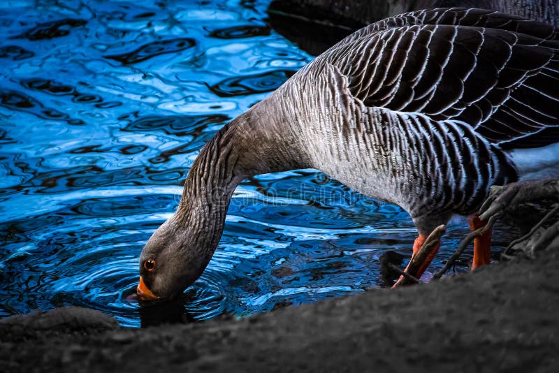Goose Is Drinking Water From Pond And Five Ducklings Stock Photo ...