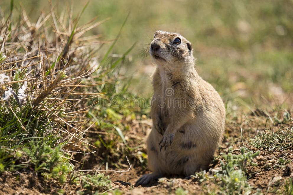 Closeup Shot of a Cute Gopher Sitting on the Soil Stock Image - Image ...