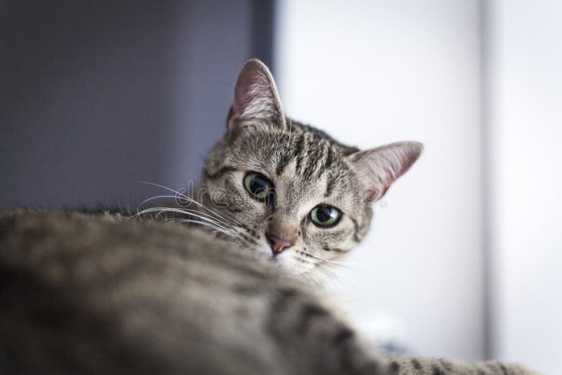 Closeup Shot of a Cute Grey Cat Looking Back and Staring at the Camera ...