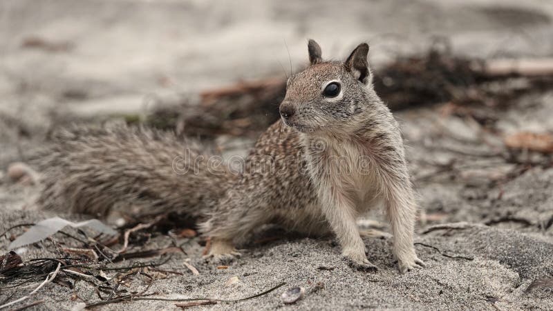 Closeup Shot of a Cute Ground Squirrel Looking for Food on the Beach ...
