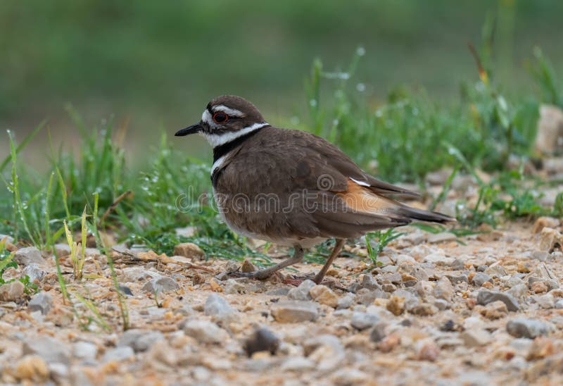 A Bird Standing on Its Back with Its Head Sticking Out of the Hollow of ...