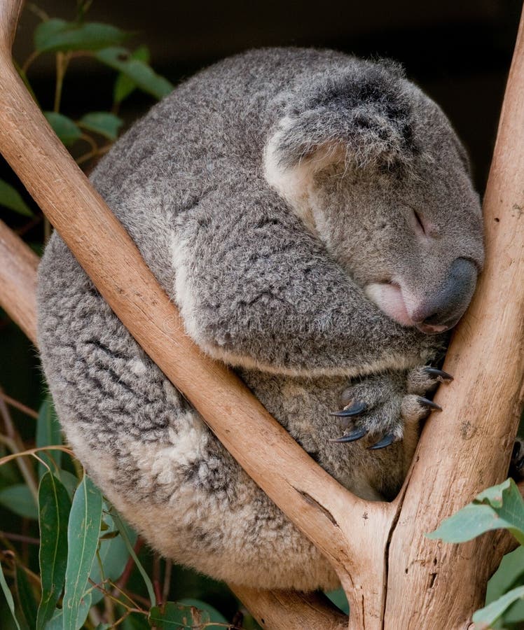 Closeup Shot of a Cute Koala Sleeping on a Tree Branch Stock Image ...