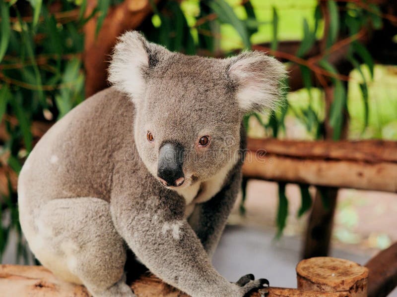 Closeup Shot of a Cute Koala in a Zoo Stock Image - Image of bear, life ...