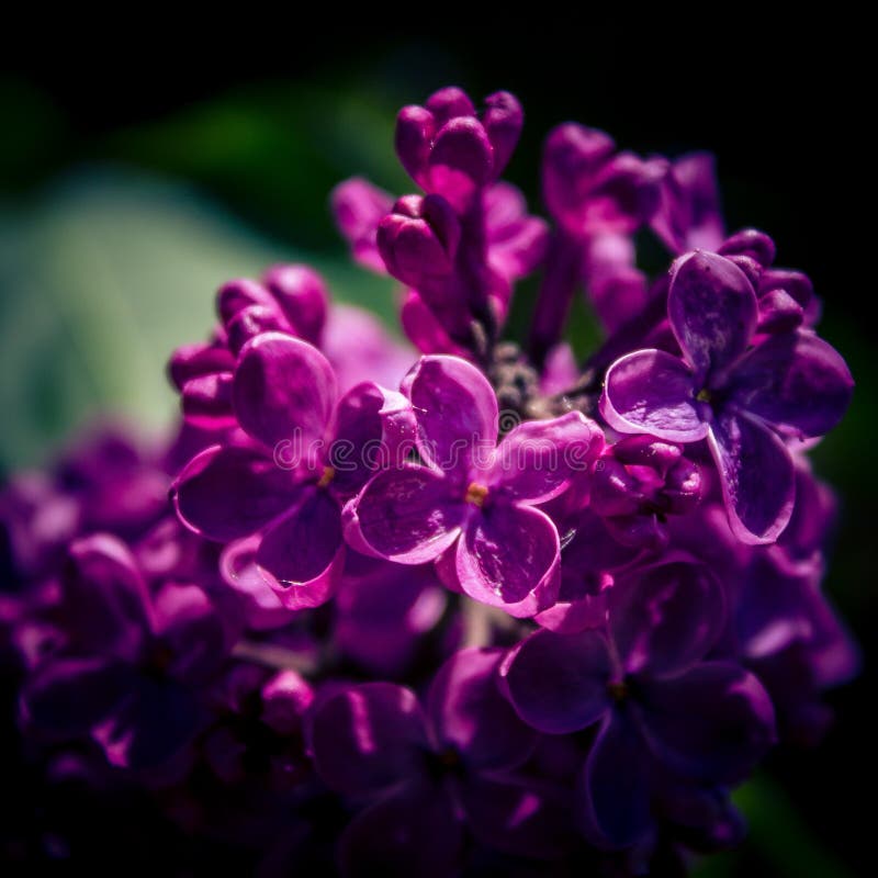 Closeup Shot of a Cute Lilac Under the Sunlight Stock Photo - Image of ...