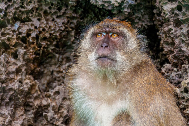 Closeup Shot of a Cute Monkey with Textured Stones in the Background ...