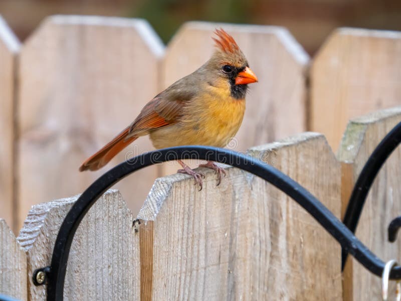 Closeup Shot of a Cute Northern Cardinal Stock Photo - Image of nature ...