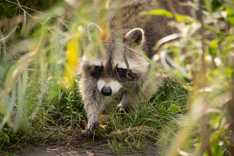 Closeup Shot of a Cute Raccoon in a Zoo Stock Photo - Image of plants ...