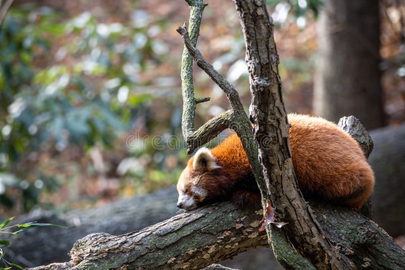 Closeup Shot of a Cute Red Panda Sleeping on Branch Stock Image - Image ...