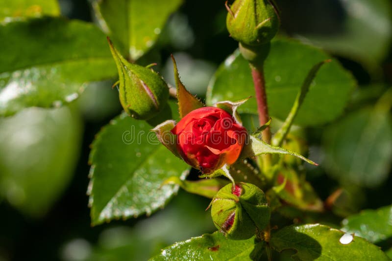 Closeup Shot of a Cute Red Rose Under the Sunlight Stock Photo - Image ...