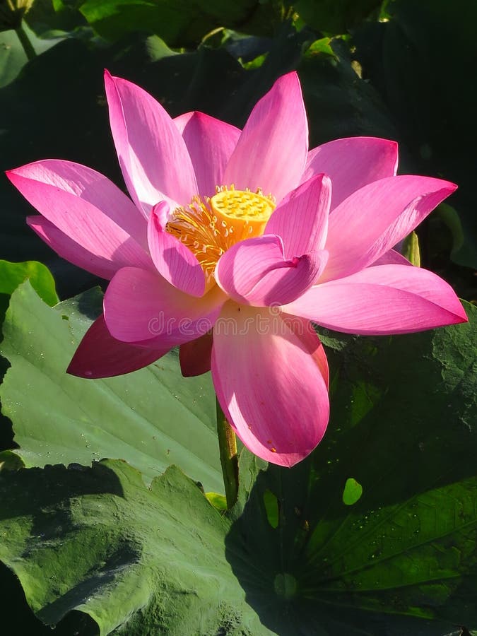 Closeup Shot of a Cute Sacred Lotus Under the Sunlight Stock Image ...