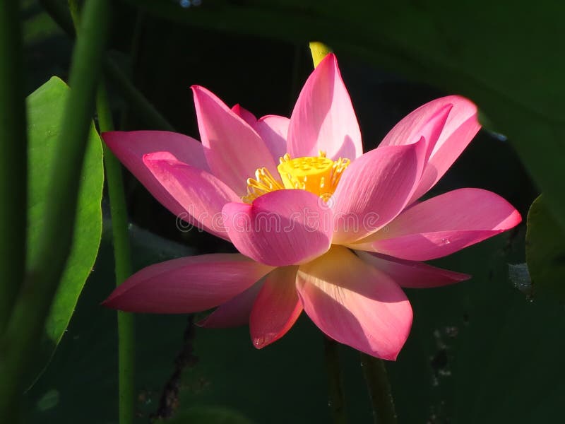 Closeup Shot of a Cute Sacred Lotus Under the Sunlight Stock Photo ...