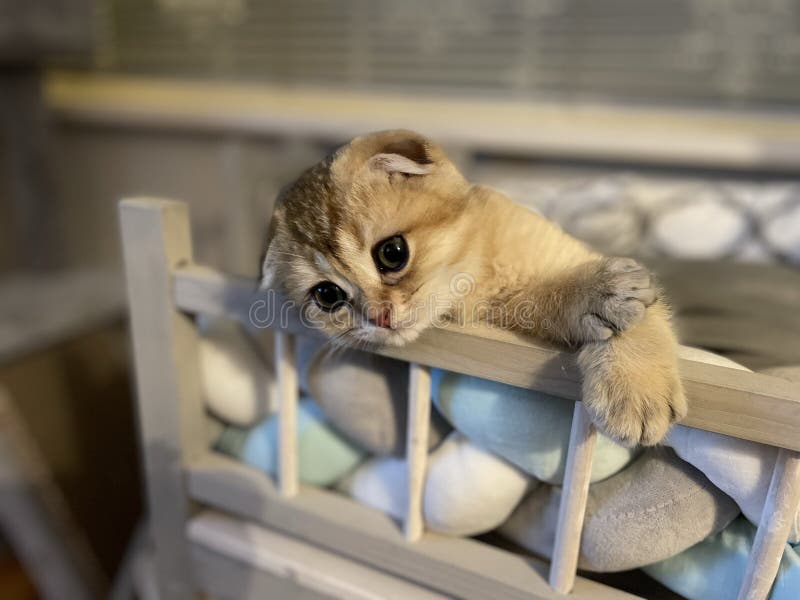 Closeup Shot of a Cute Scottish Fold in a Bed Stock Image - Image of ...
