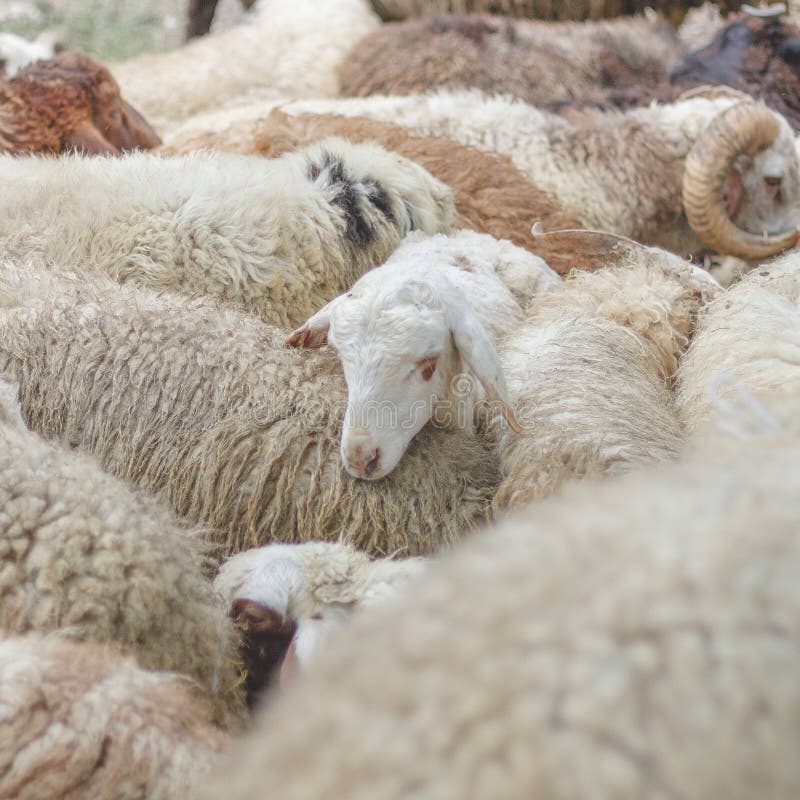 Closeup Shot of a Cute Sheep in the Herd of Sheep Stock Image - Image ...