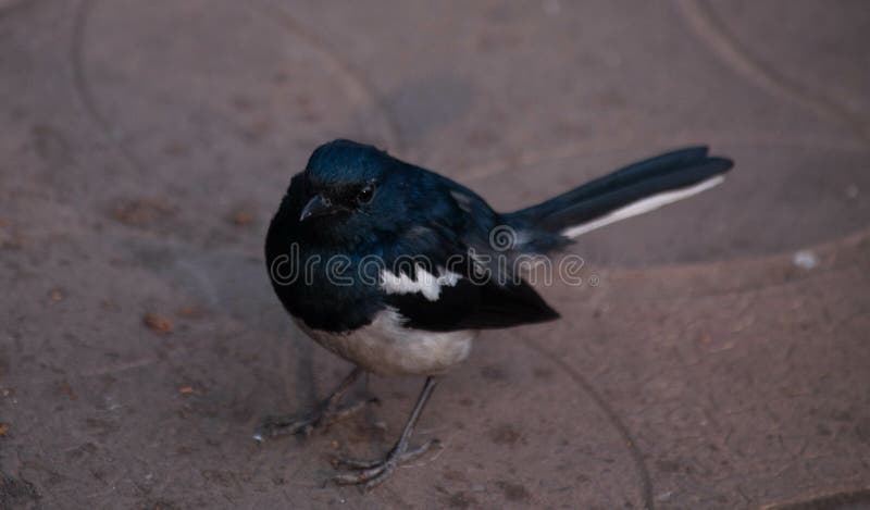 Closeup Shot of a Cute Small Crow Stock Photo - Image of lake, nest ...