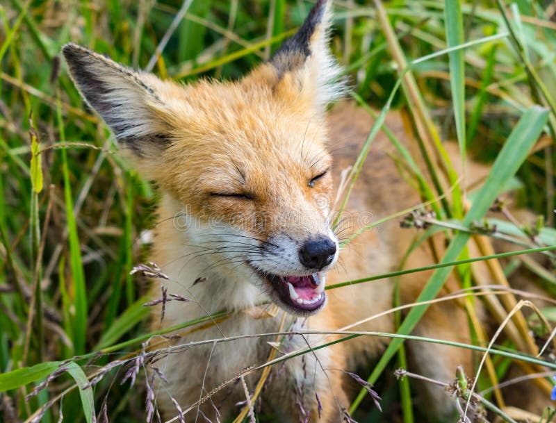 Closeup Shot of a Cute Smiling Fox on a Field Stock Image - Image of ...