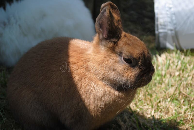 Thuringer Rabbit Stock Photos - Free & Royalty-Free Stock Photos from ...