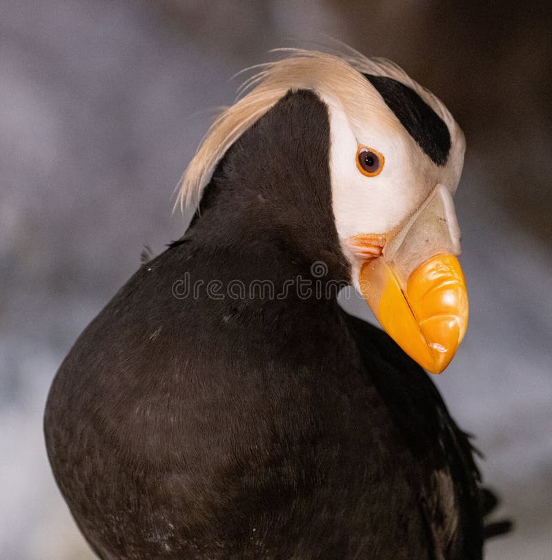 Closeup Shot of a Cute Tufted Puffin Bird Face Stock Photo - Image of ...