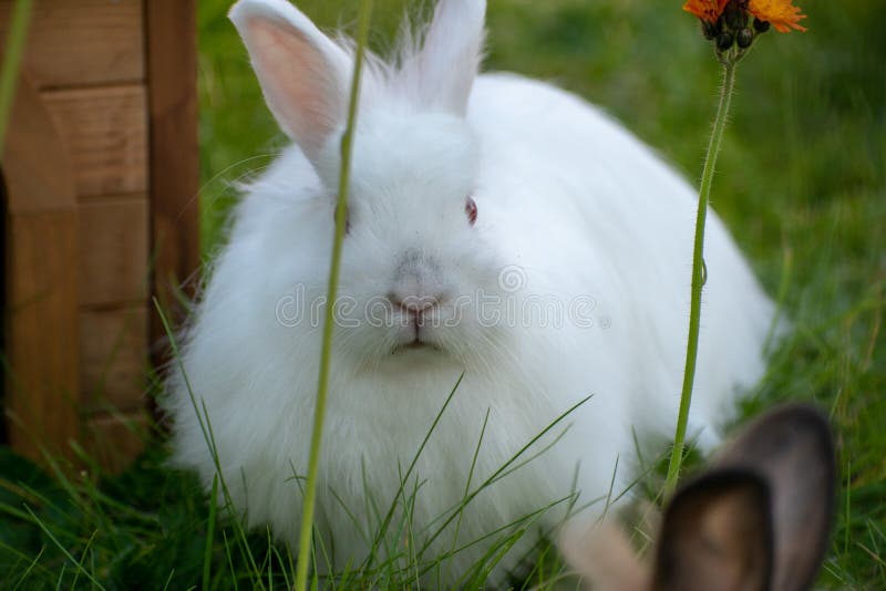 Closeup Shot of a Cute White Fluffy Bunny with Red Eyes Stock Image ...