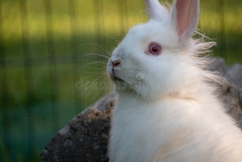 Closeup Shot of a Cute White Fluffy Bunny with Red Eyes Stock Photo ...