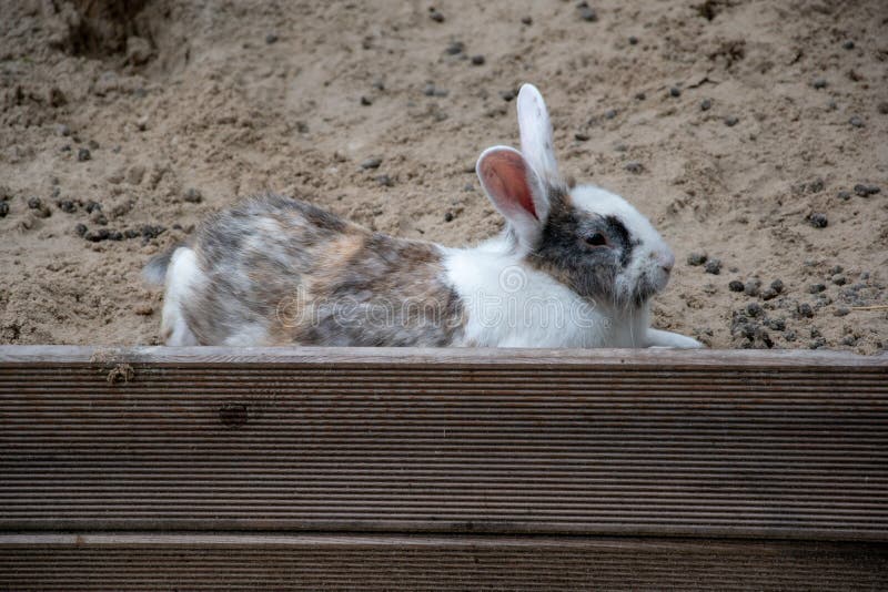 Closeup Shot of a Cute White Fluffy Rabbit Stock Photo - Image of cute ...