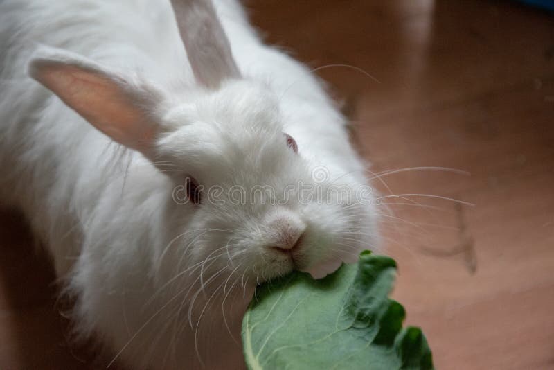 Closeup Shot of a Cute White Fluffy Rabbit Eating a Leaf Stock Image ...
