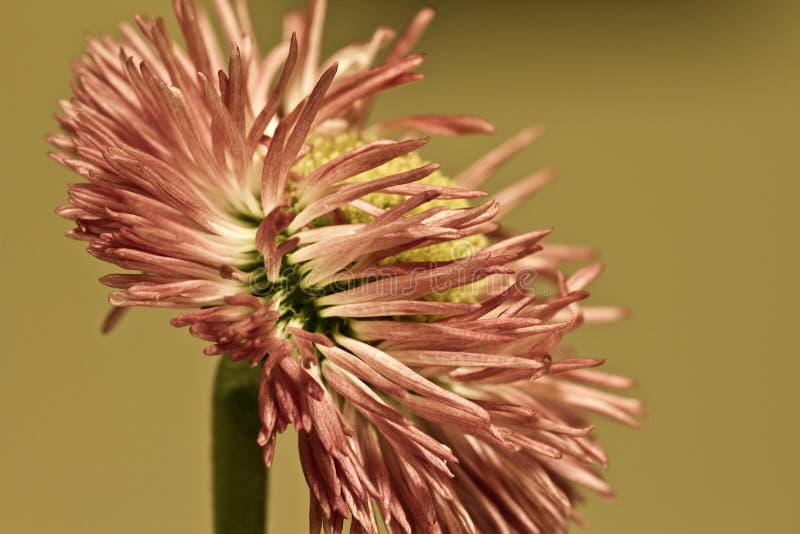 Closeup Shot of Daisy Study Flower Stock Image - Image of natural ...