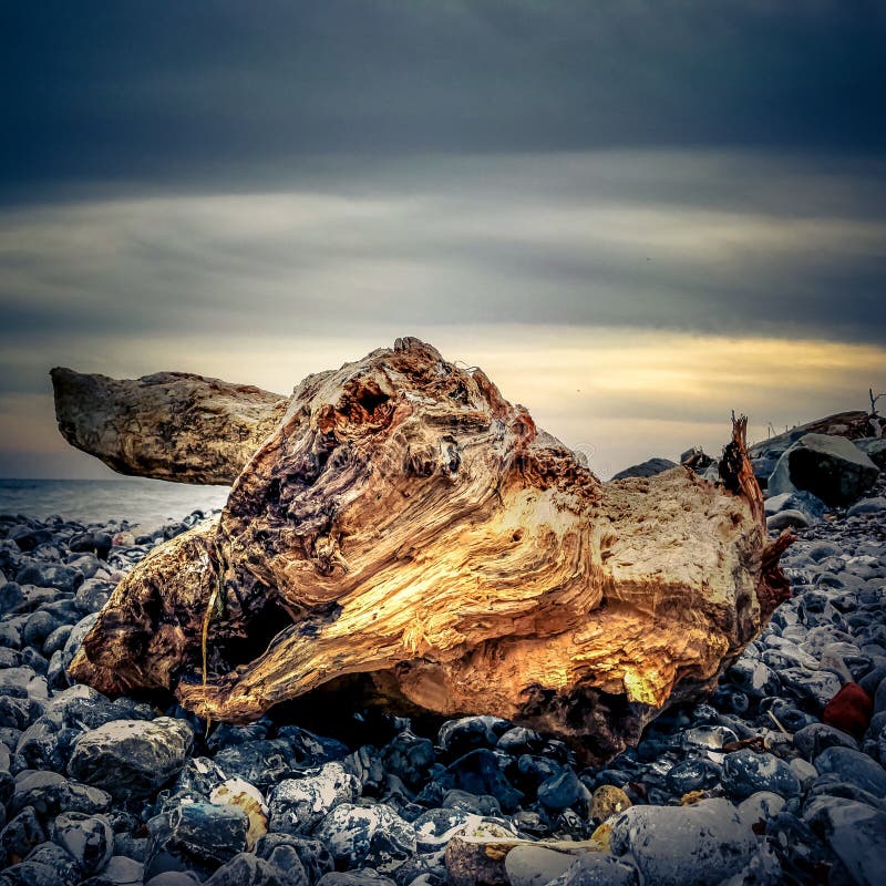 Closeup Shot of Damaged Roots of the Big Tree on the Rocks Stock Image ...