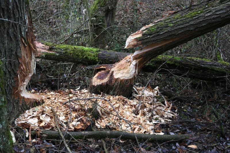 Closeup Shot of a Damaged Tree Trunk- Perfect for Forest Environmental ...