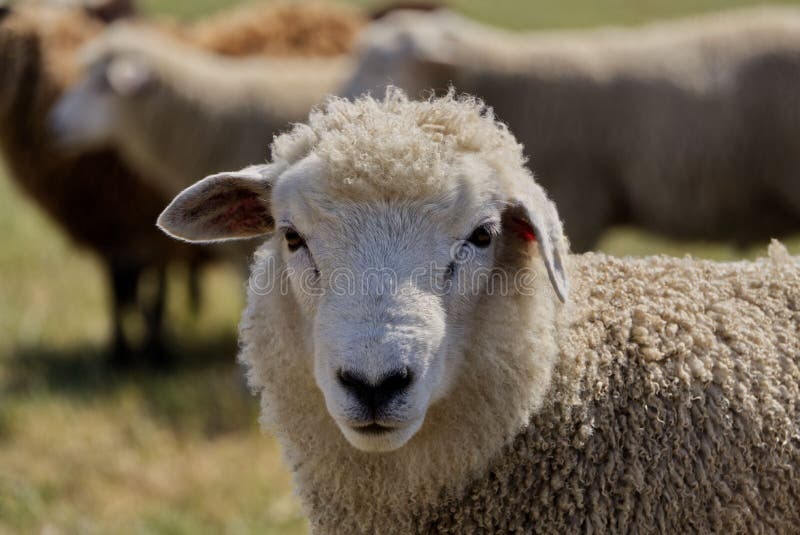 Closeup Shot of a Danish Sheep Head Against the Pasture Stock Photo ...