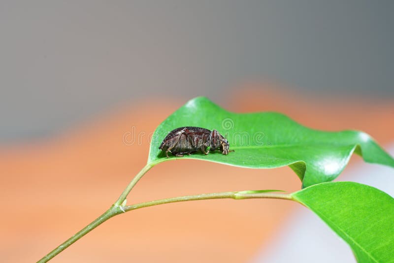 Closeup Shot of a Dead Bug, on a Green Leaf Illuminated by Light Stock ...
