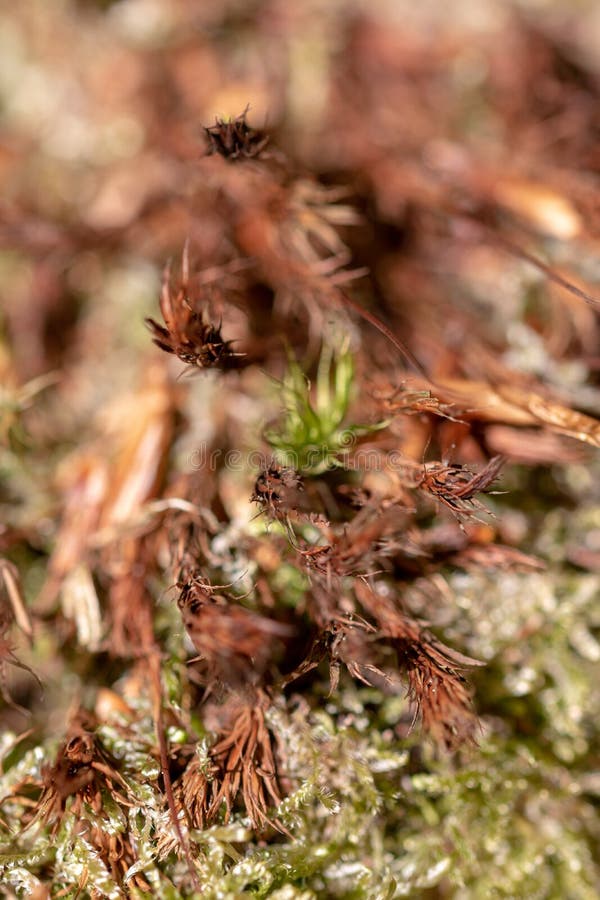 10,158 Dead Moss Photos - Free & Royalty-Free Stock Photos from Dreamstime