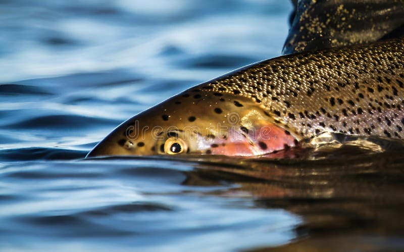 Closeup Shot of a Dead Rainbow Trout Fish in the Water Stock Photo ...