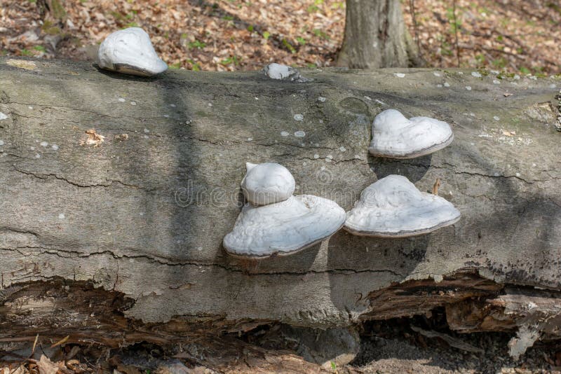 Closeup Shot of a Dead Tree Trunk with Growing White Fungus Stock Photo ...