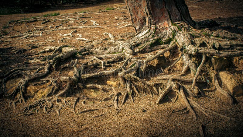 Deep Roots of the Old Trees Stock Image - Image of evergreen, nature ...